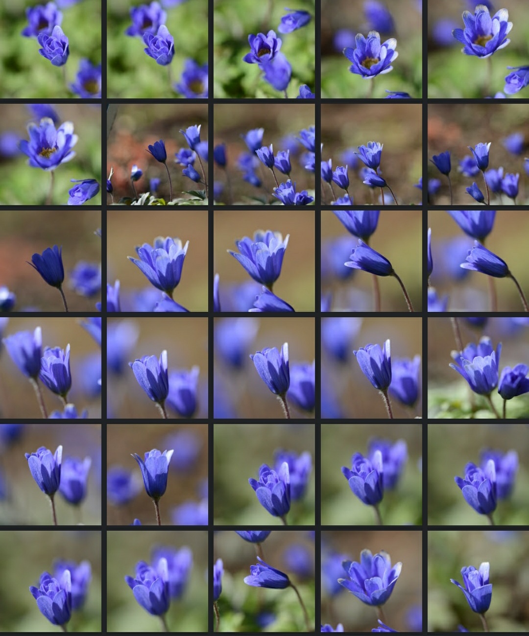 10 top macro photography tips from me - MacroViewpoint.com