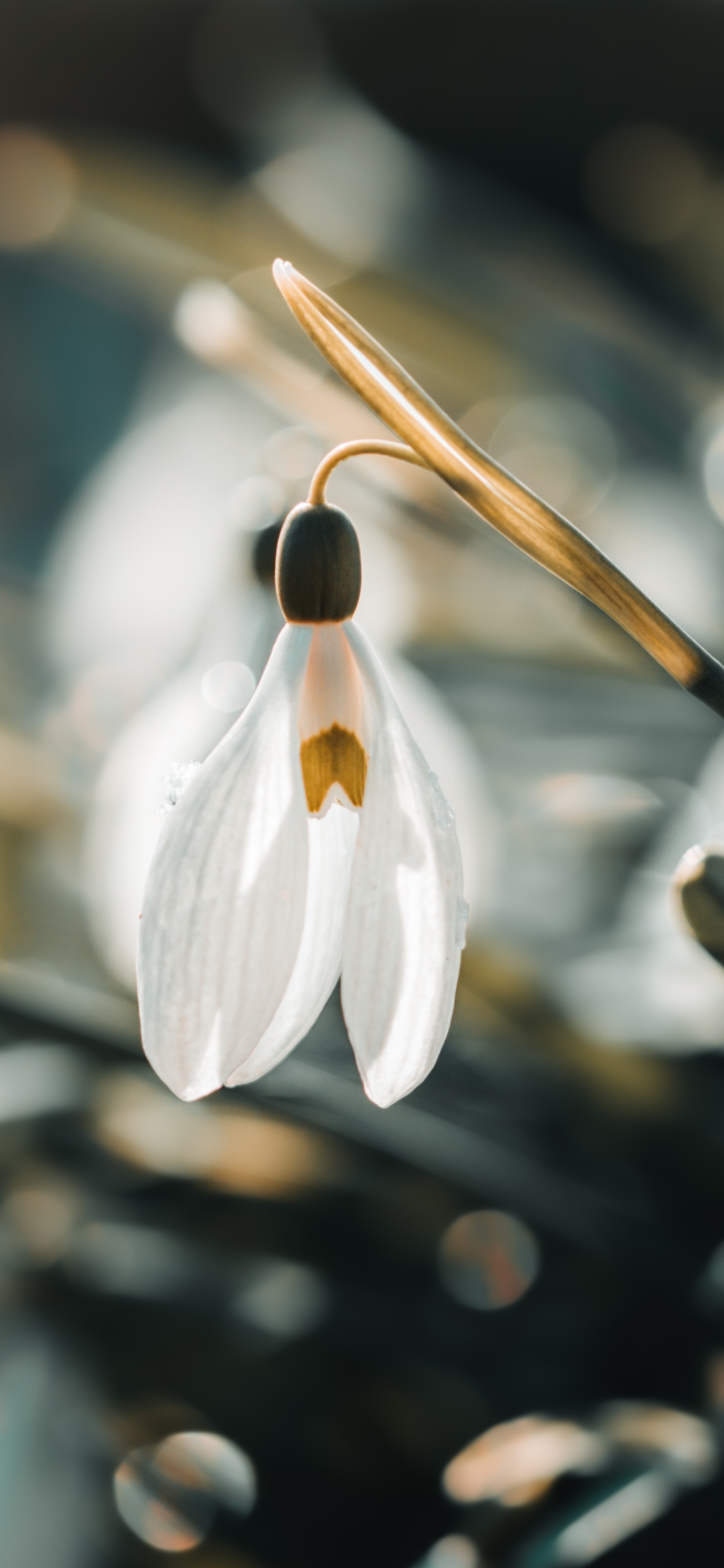 White snowdrops macro - MacroViewpoint.com