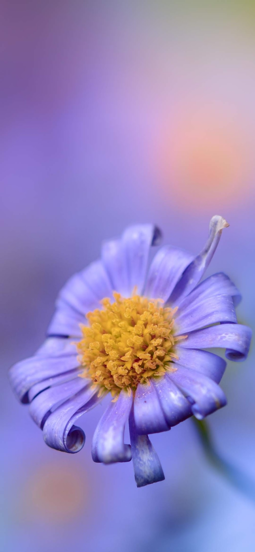 Purple soft flower macro - MacroViewpoint.com