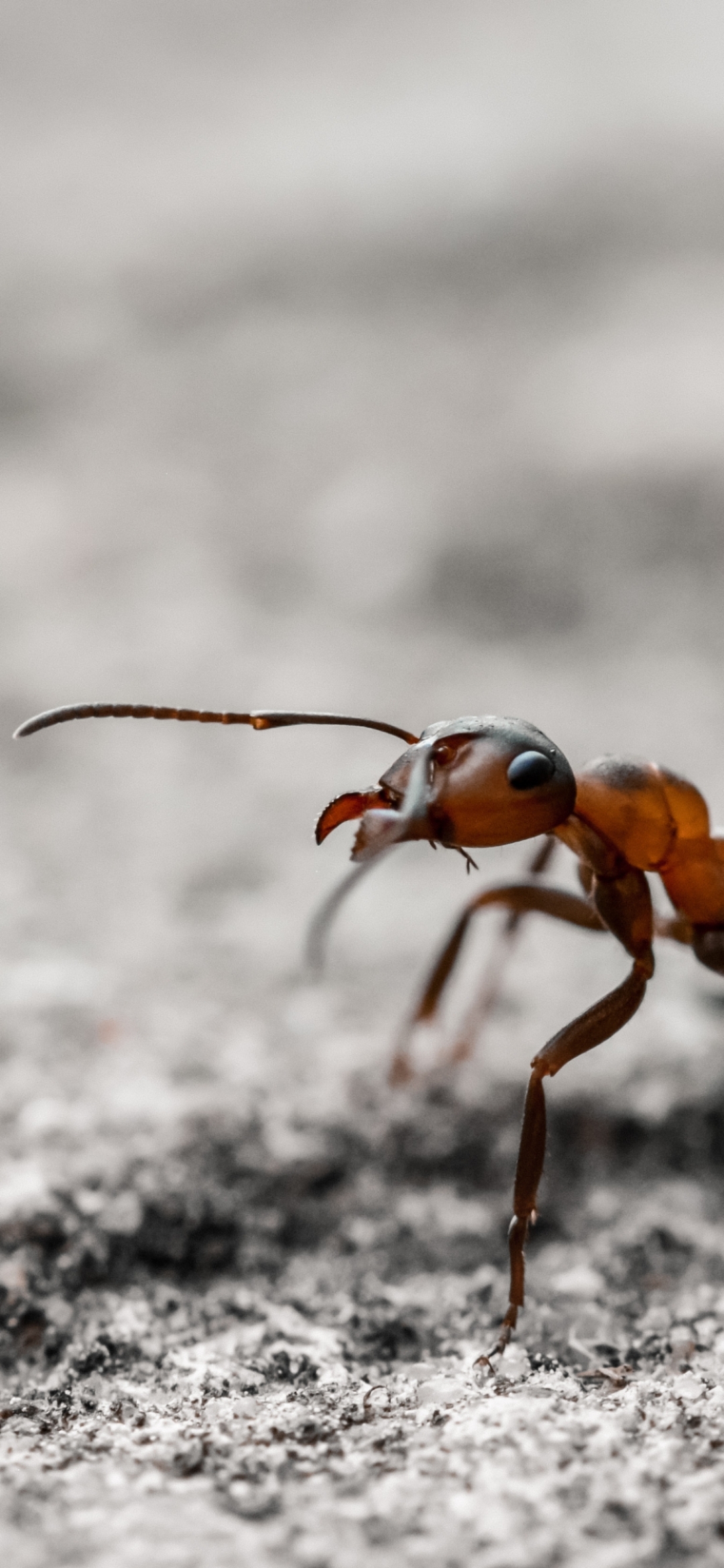 Macro of an ant - MacroViewpoint.com