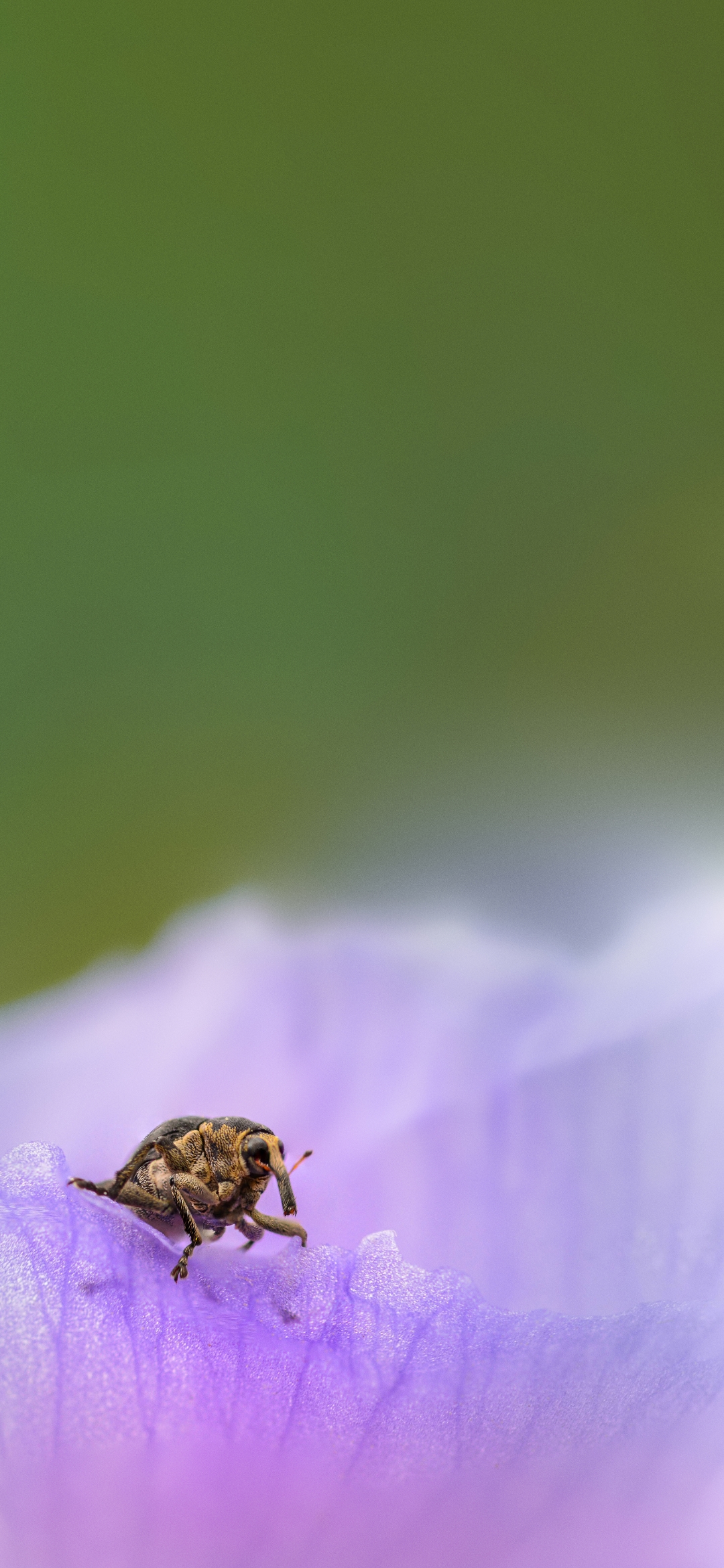 Macro of a weevil on a purple Iris petal - MacroViewpoint.com