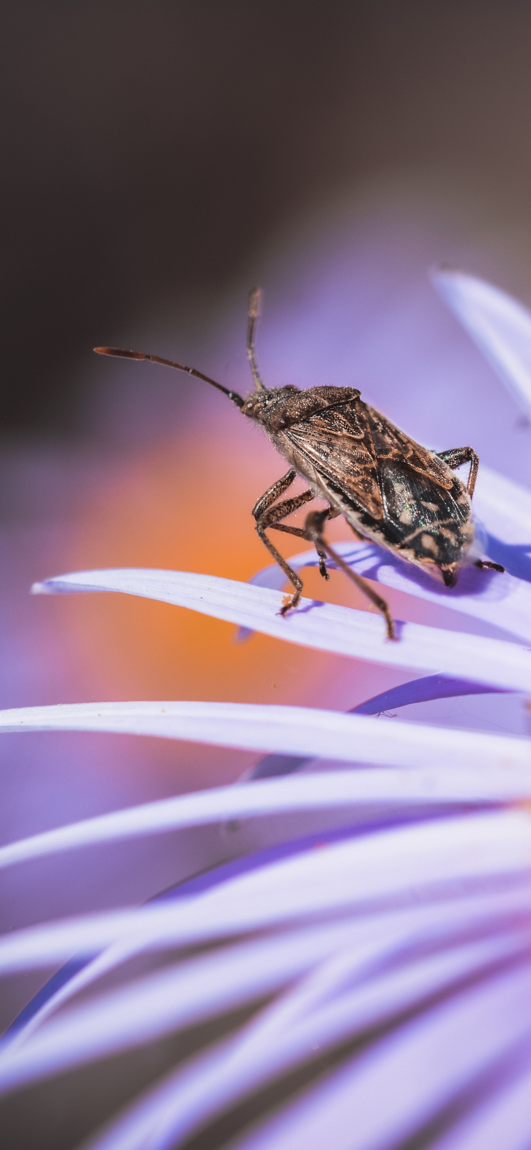Macro of tiny insect on a purple flower petal - MacroViewpoint.com