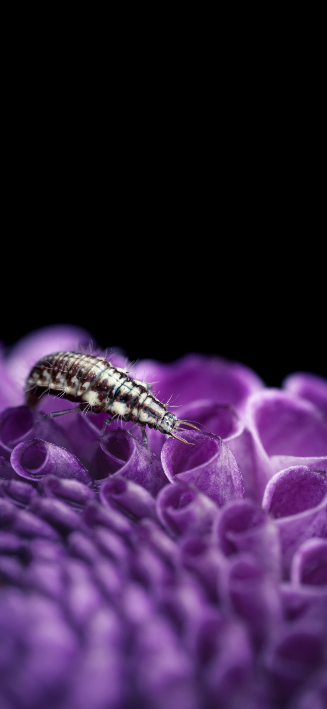 Macro of a tiny insect on purple flower with black background ...