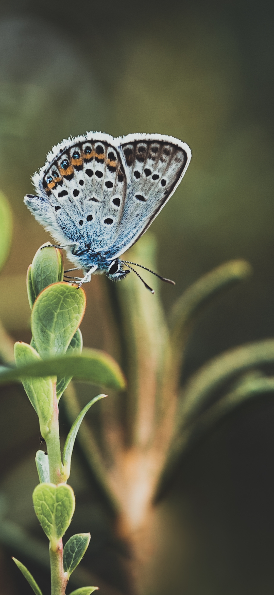 Macro of a butterfly on a green plant - MacroViewpoint.com