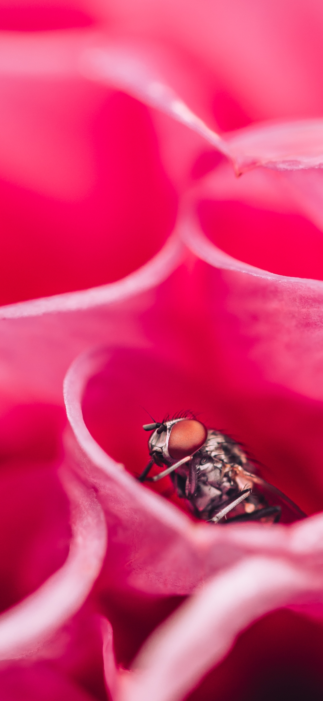 Macro of a fly inside a dahlia flower - MacroViewpoint.com