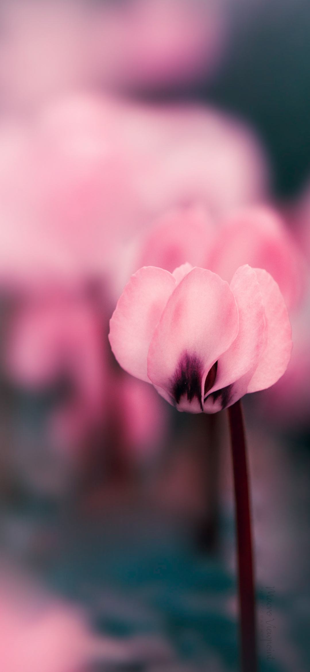 Macro of pink Cyclamens - MacroViewpoint.com