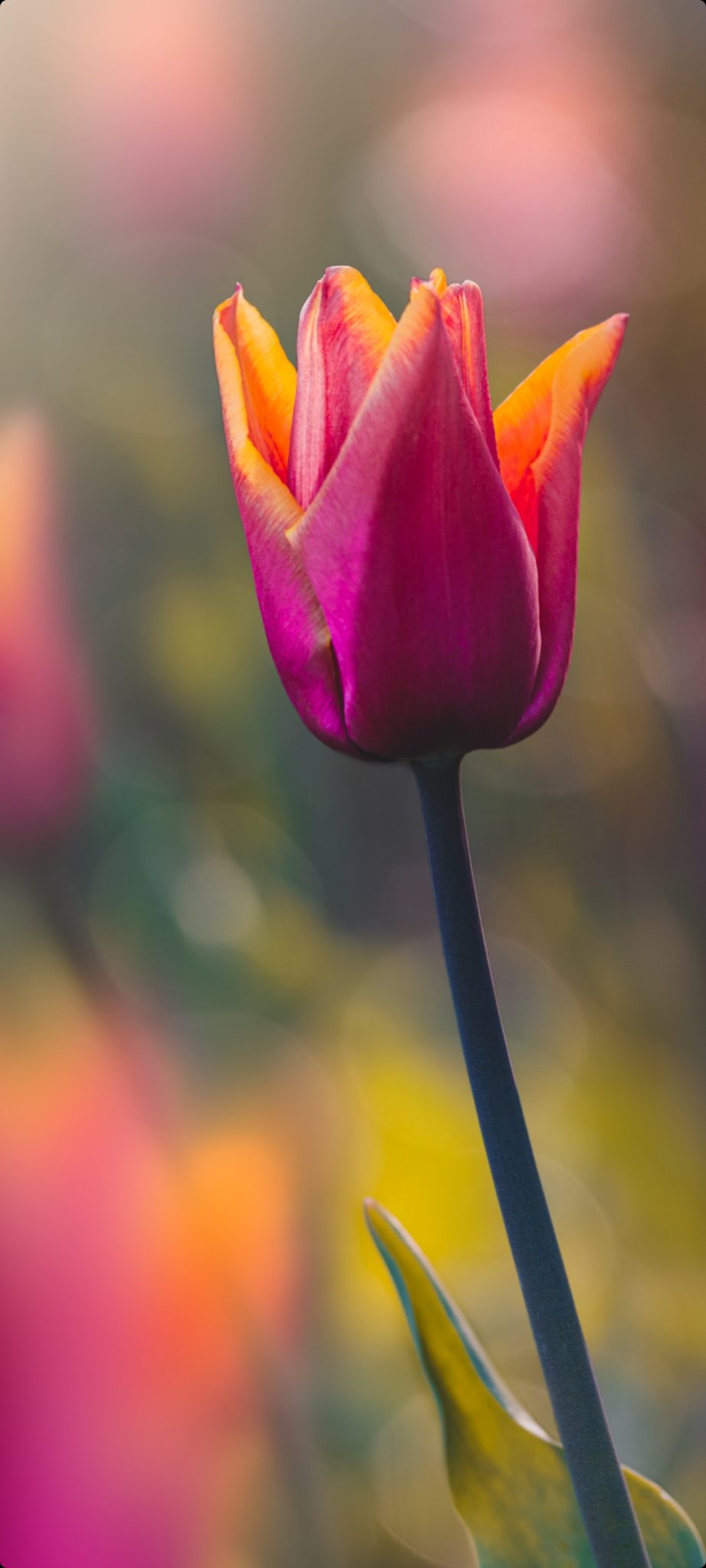 Macro of pink and orange tulip flower - MacroViewpoint.com