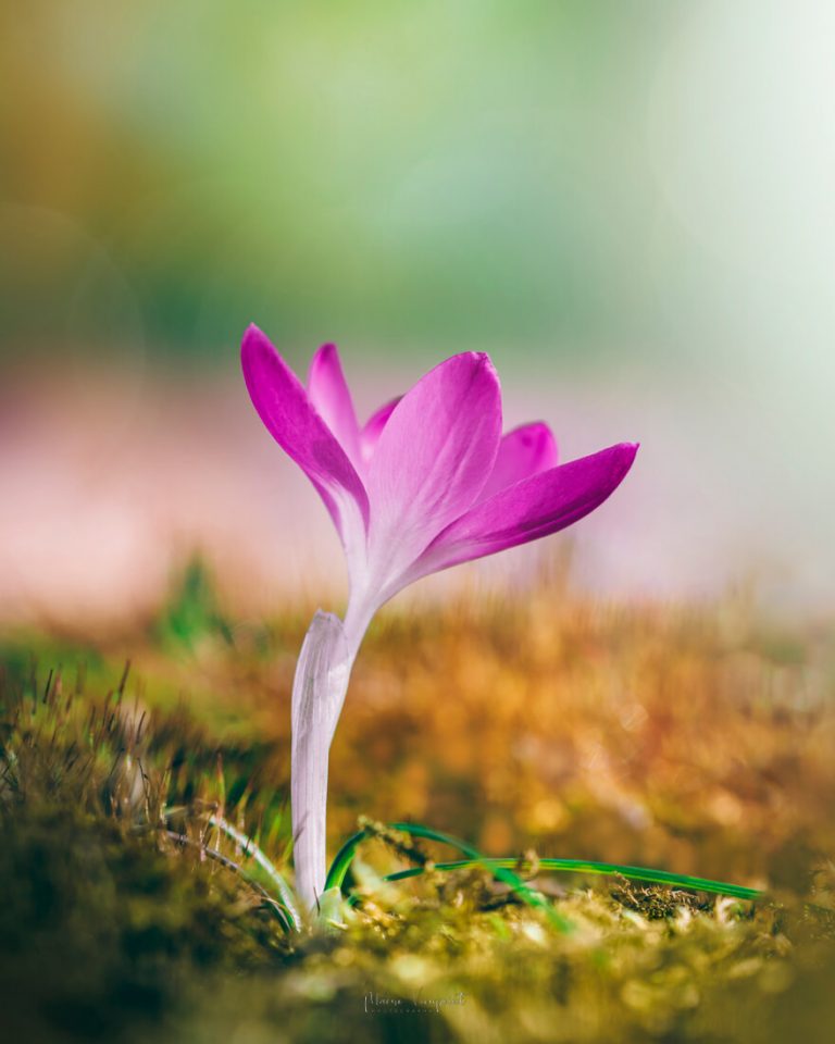 Top 10 Macro Photography Tips: Part 2 - MacroViewpoint.com