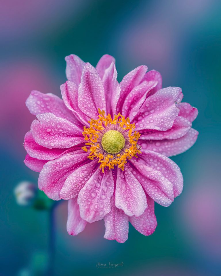 Top 10 Macro Photography Tips: Part 2 - MacroViewpoint.com