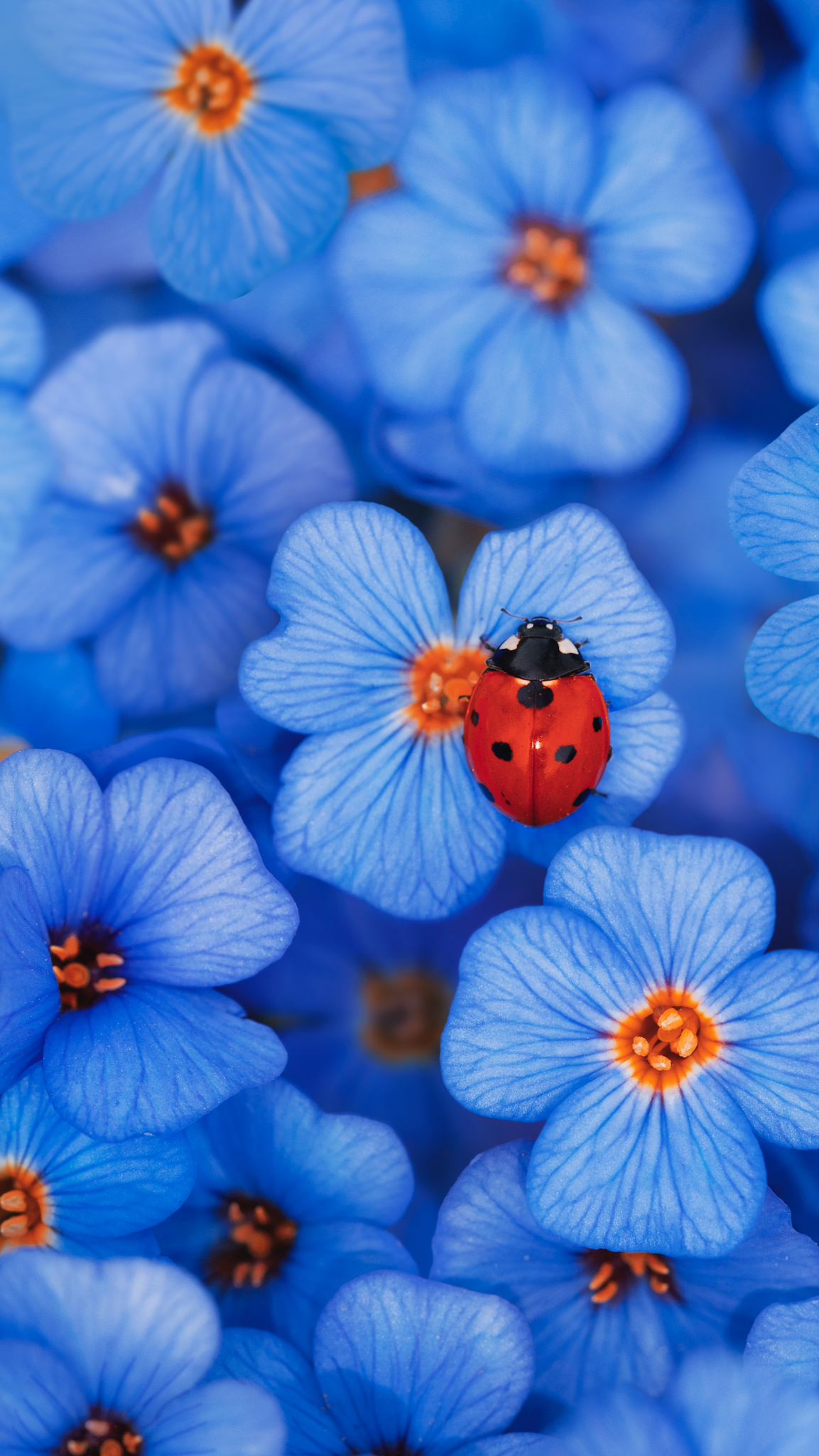 Macro of a red ladybug in blue flowers - MacroViewpoint.com