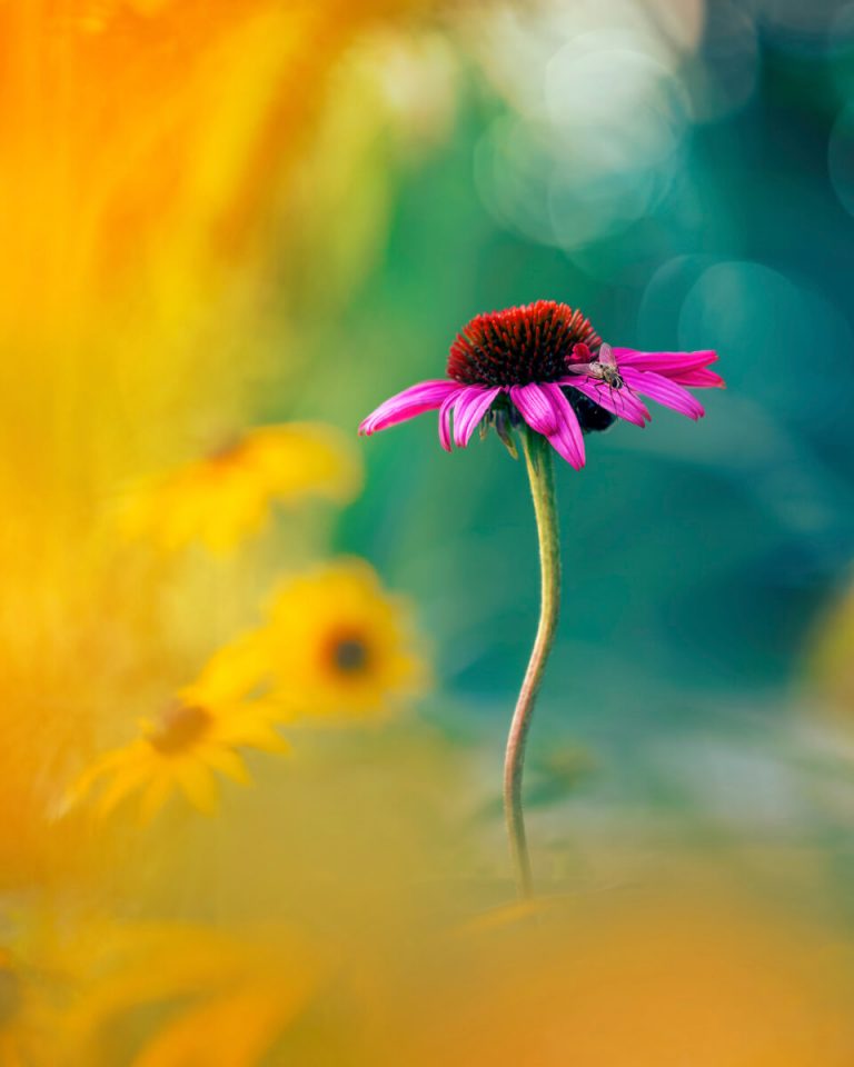 10 Top Macro Photography Tips From Me - MacroViewpoint.com