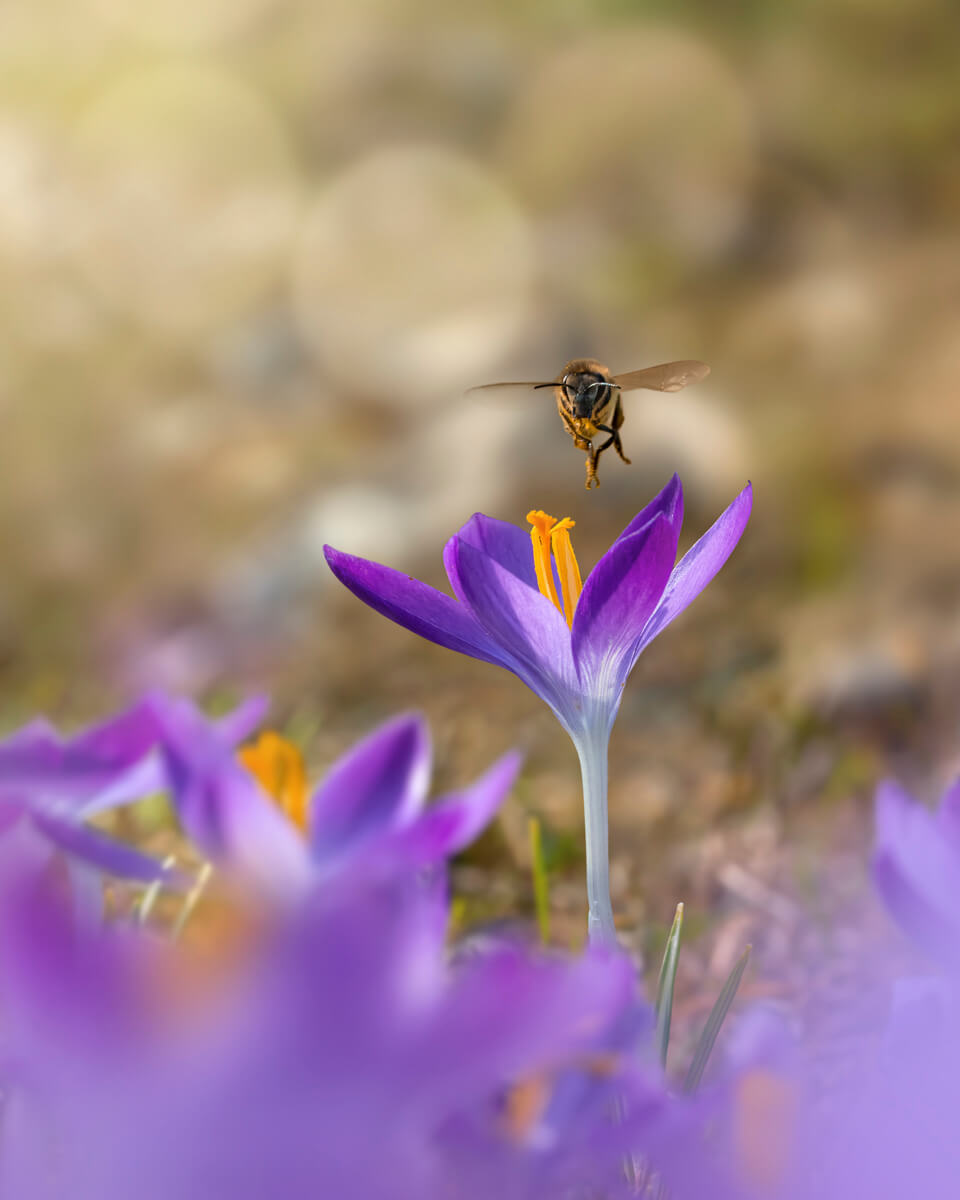 10 Top Macro Photography Tips From Me - MacroViewpoint.com