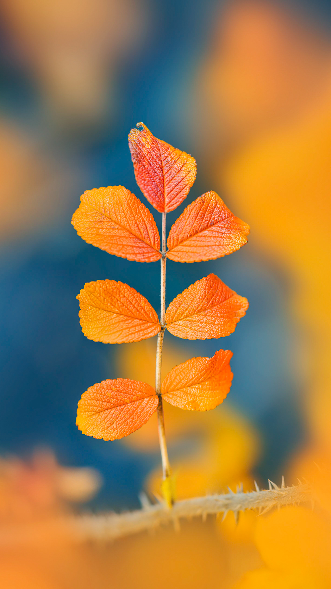 Vivid orange rosehip leaf macro - MacroViewpoint.com
