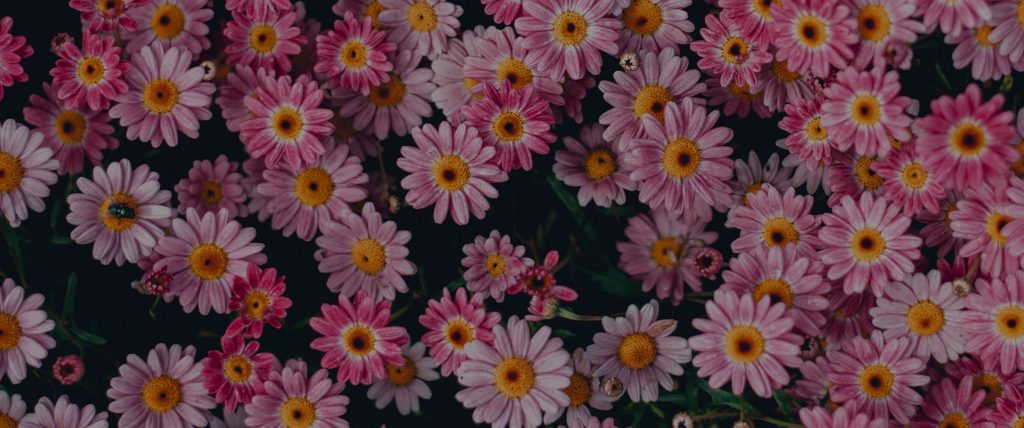 Macro Viewpoint - Editing, Photography & Instagram guide